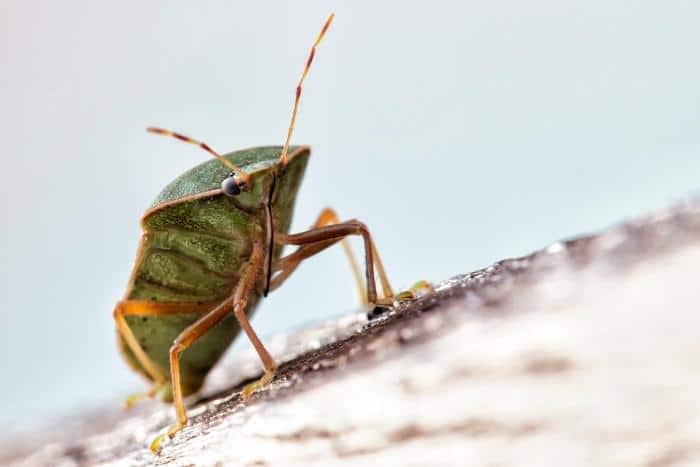 Da dove vengono le cimici? Come arrivano nelle nostre case?