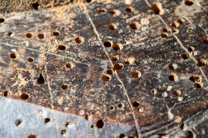 Tutti i tipi di tarli: conoscerli per combatterli