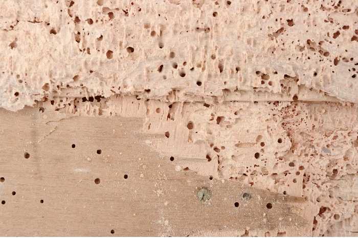 Tutti i tipi di tarli: conoscerli per combatterli