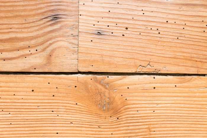 Disinfestazione Tarli del Legno - Trattamento Anti Tarlo