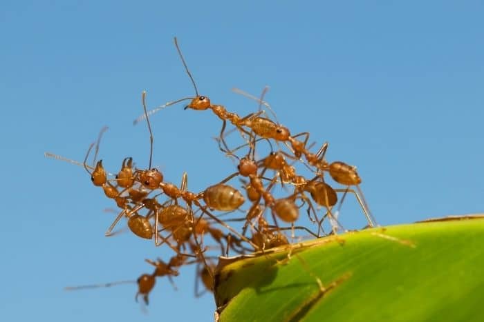 Formica Rossa: habitat, ciclo biologico e morfologia