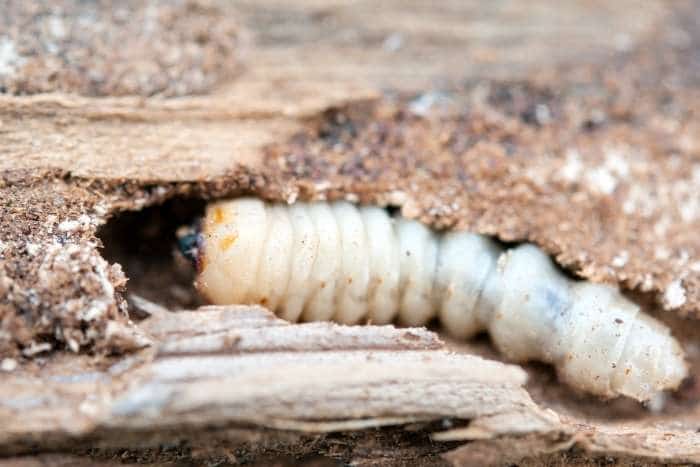Fori dei tarli: come riconoscerli e ripararli