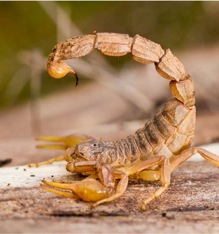 Gli scorpioni cosa mangiano? Alimentazione e curiosità