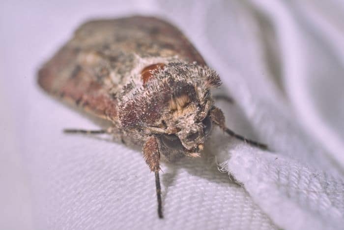 Tarme dei tessuti: come riconoscerle ed eliminarle