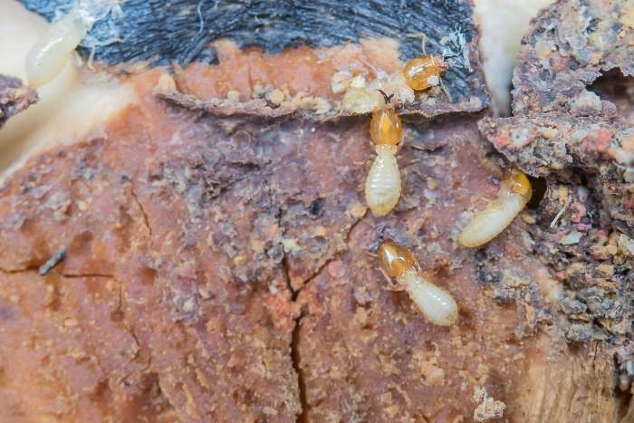 Termiti del legno: come riconoscerle e combatterle