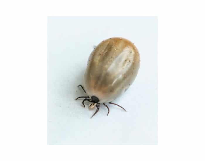 Zecche in Italia: caratteristiche e malattie trasmissibili